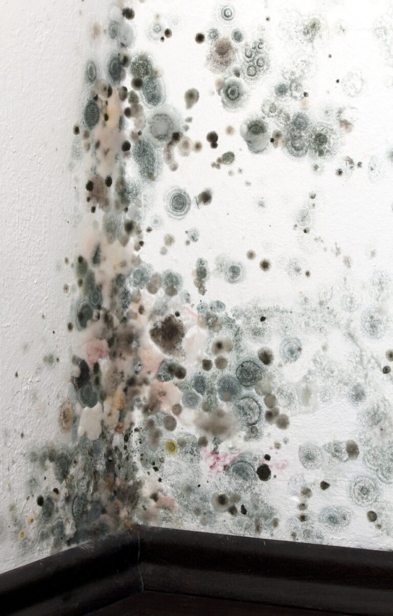 The Science Behind Mold Infestations - Snellville Heating, Air and Plumbing